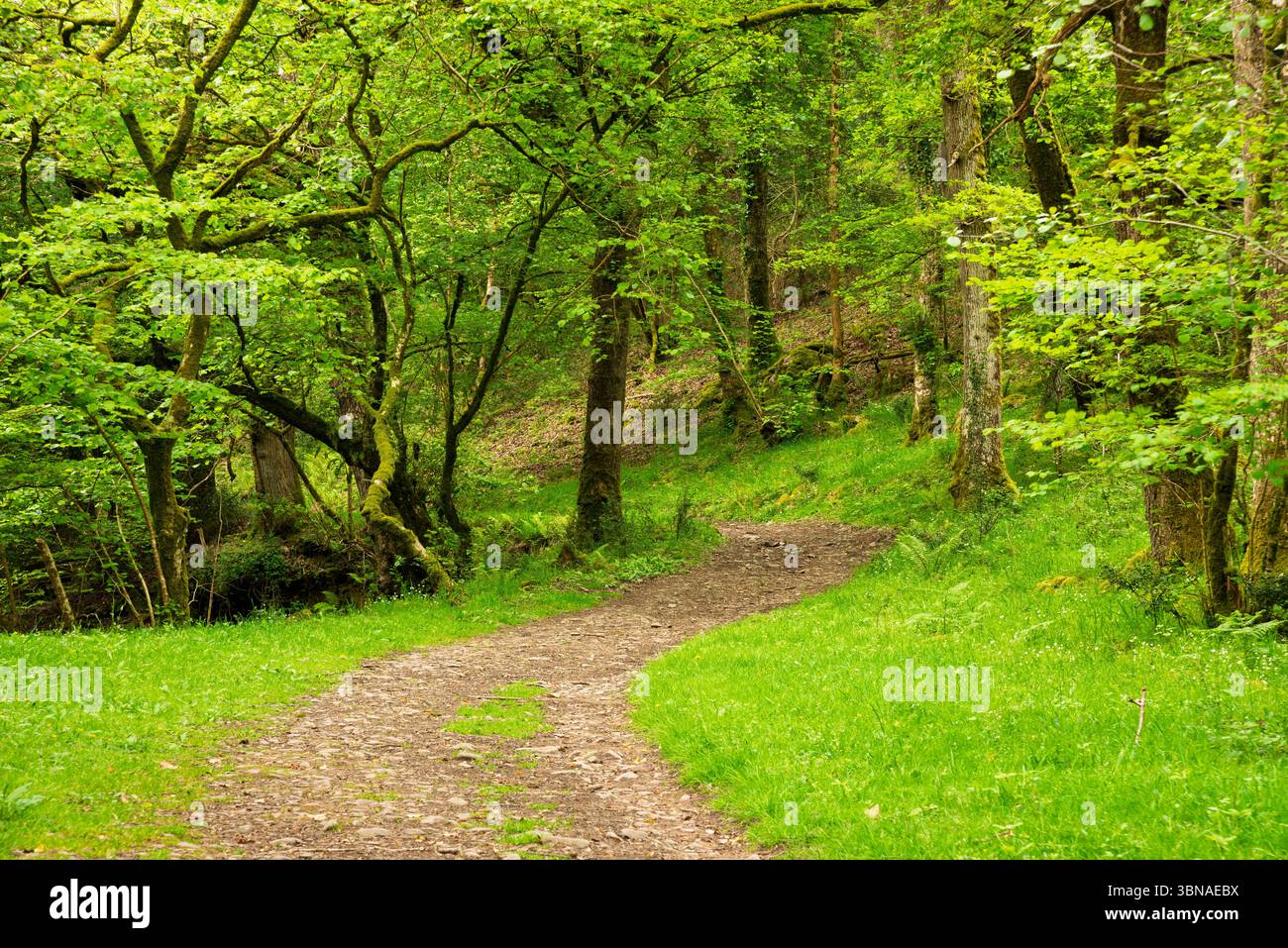 A pathway through Horner Wood on the bank of Horner Water, Exmoor ...