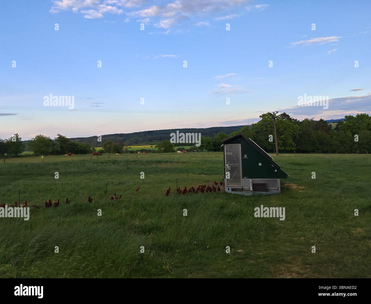 Mobile chicken coop on farm for free-range poultry keeping in ...