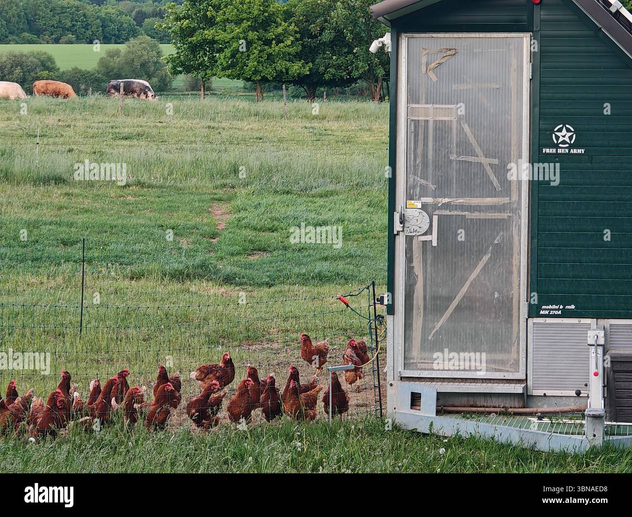 Mobile chicken coop on farm for free-range poultry keeping in ...