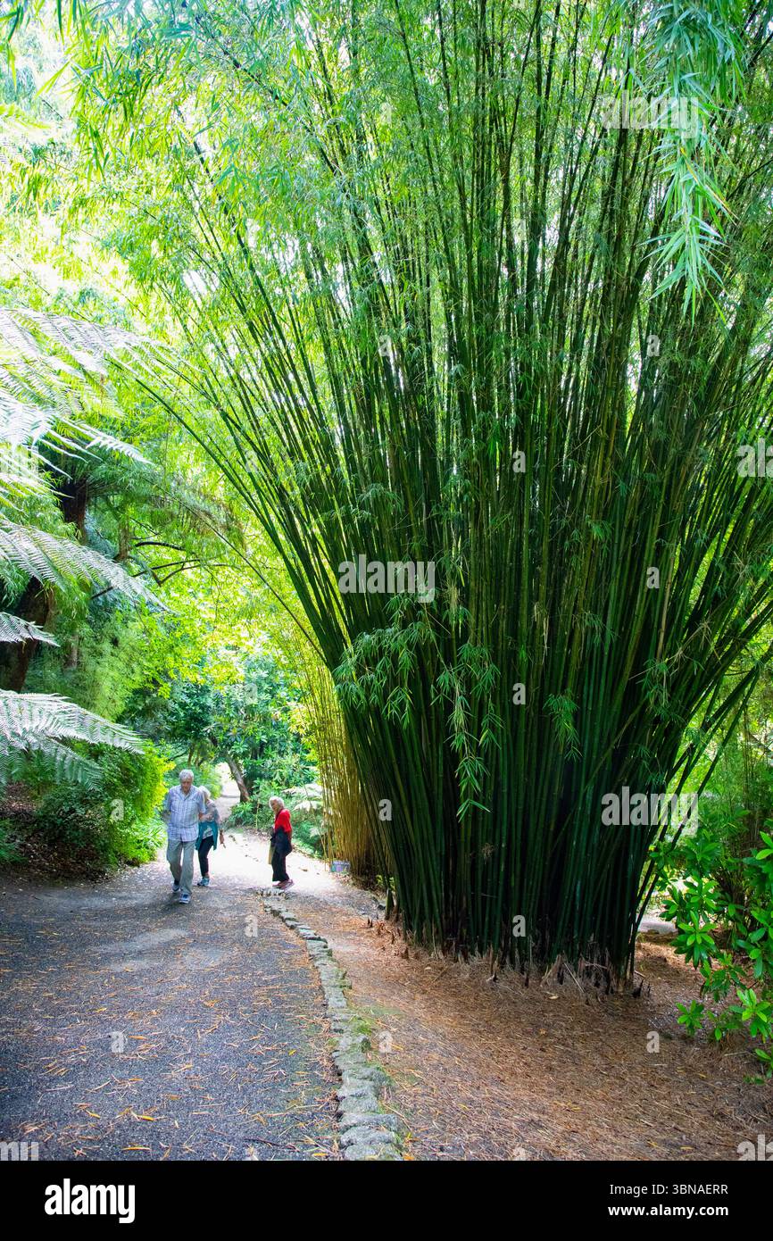A group of people are walking along a path in a lush garden, with a ...