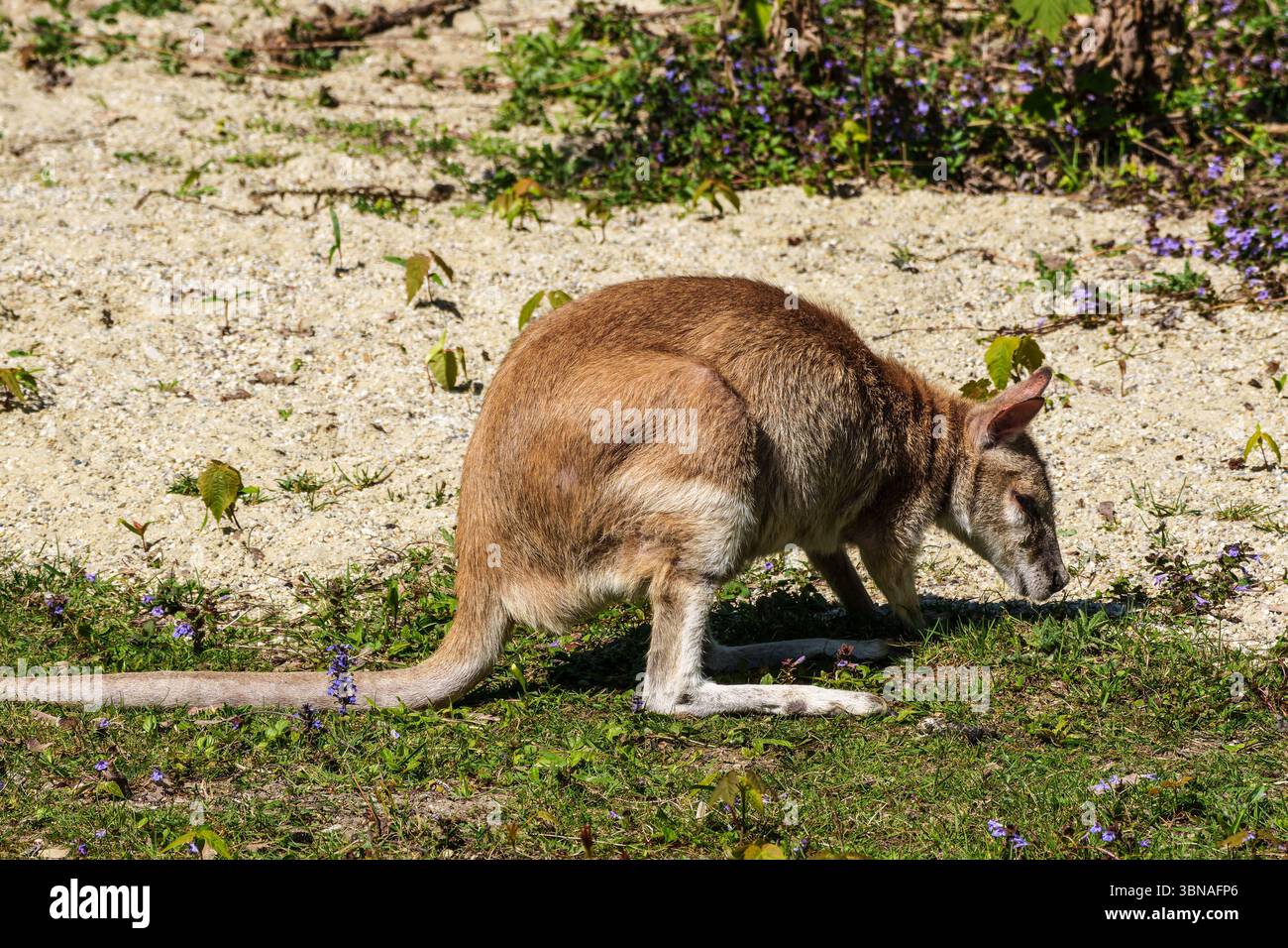 The agile wallaby, Macropus agilis also known as the sandy wallaby is a ...