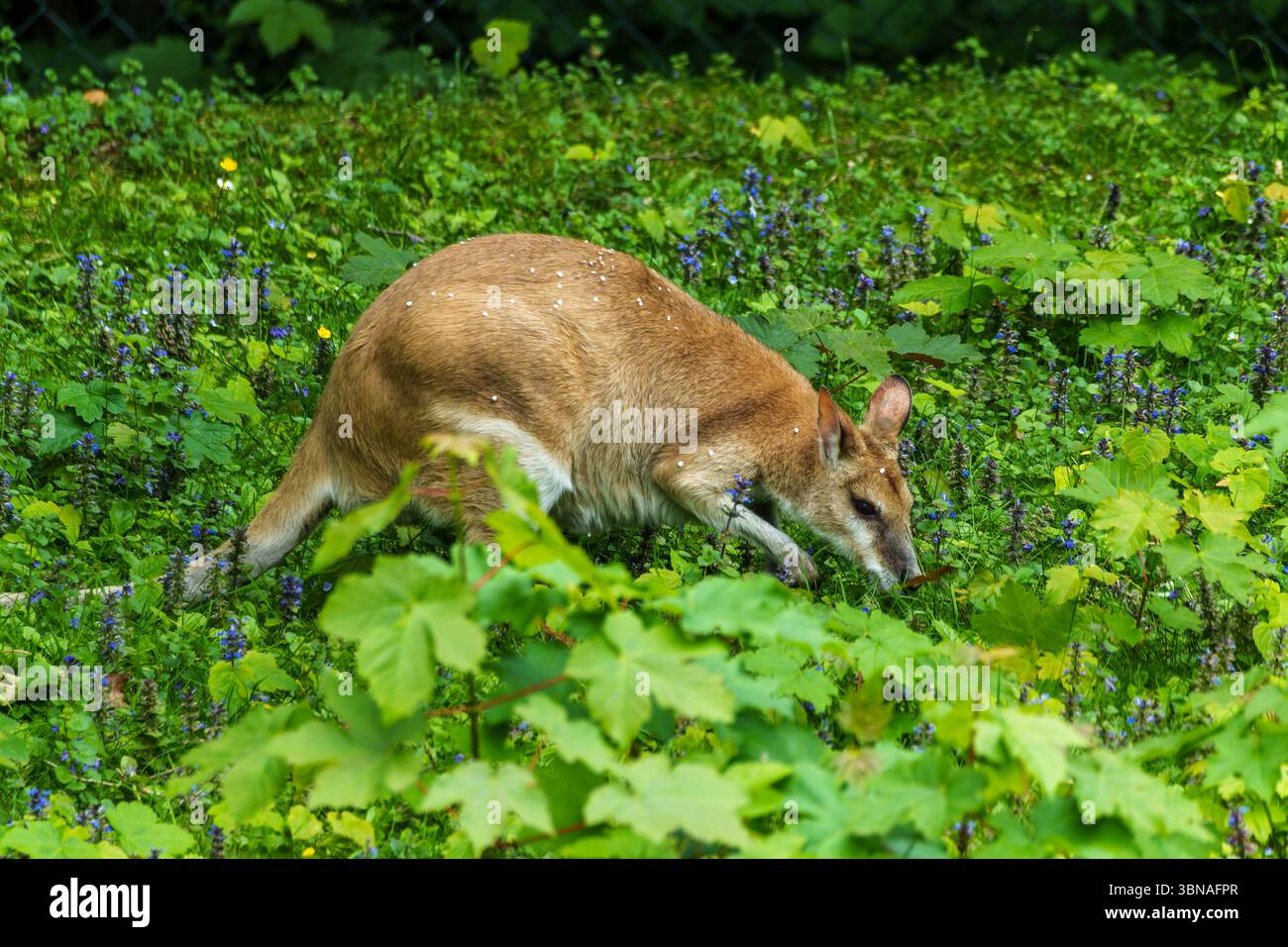 The agile wallaby, Macropus agilis also known as the sandy wallaby is a ...
