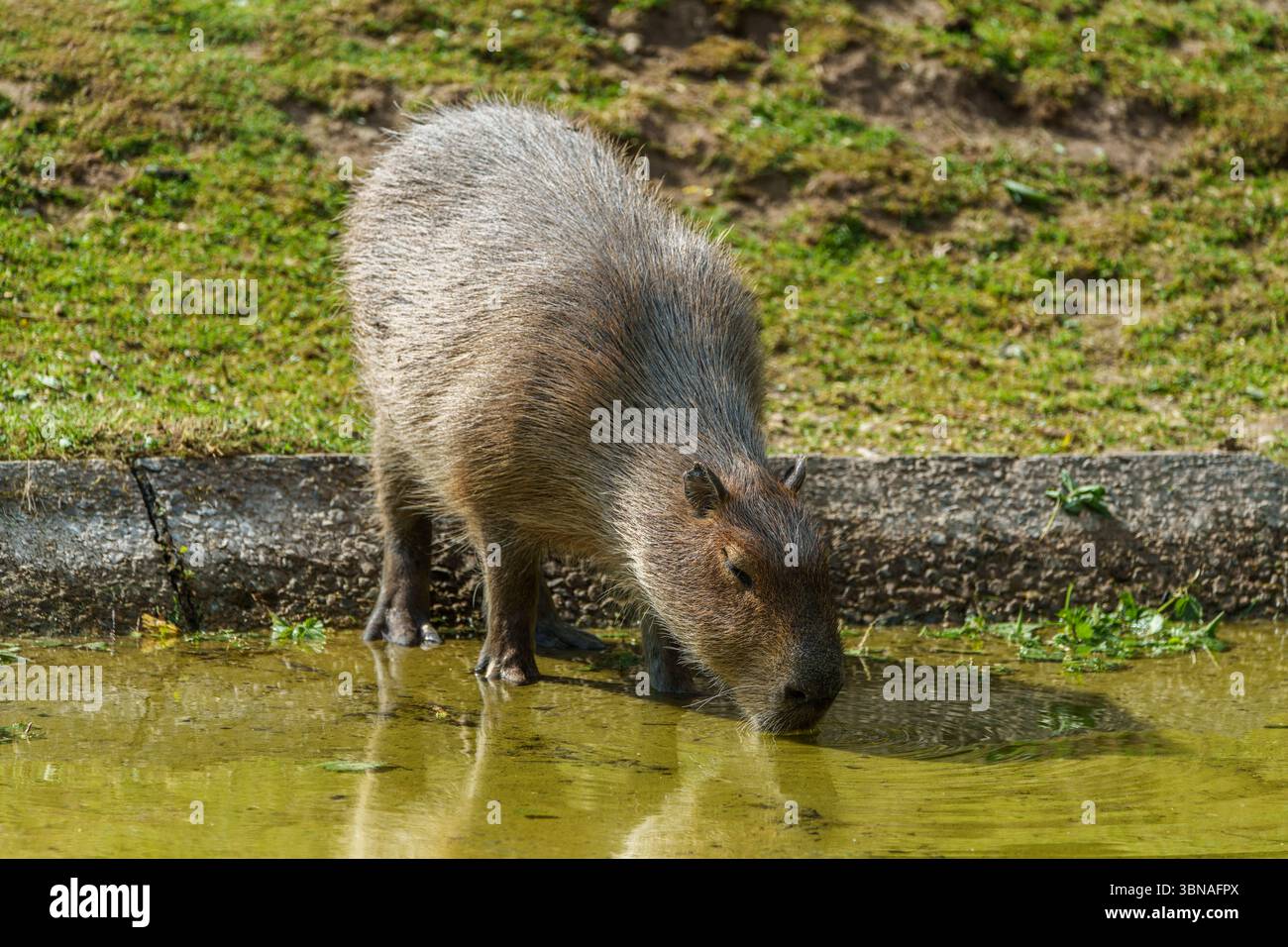 The capybara, Hydrochoerus hydrochaeris is a mammal native to South ...