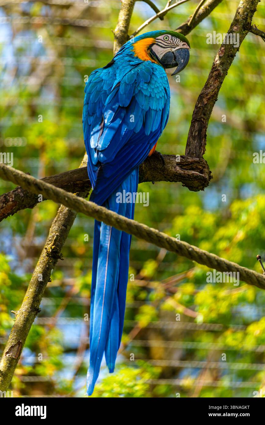 The Blue-and-yellow Macaw, Ara ararauna also known as the blue-and-gold macaw, is a large South ...