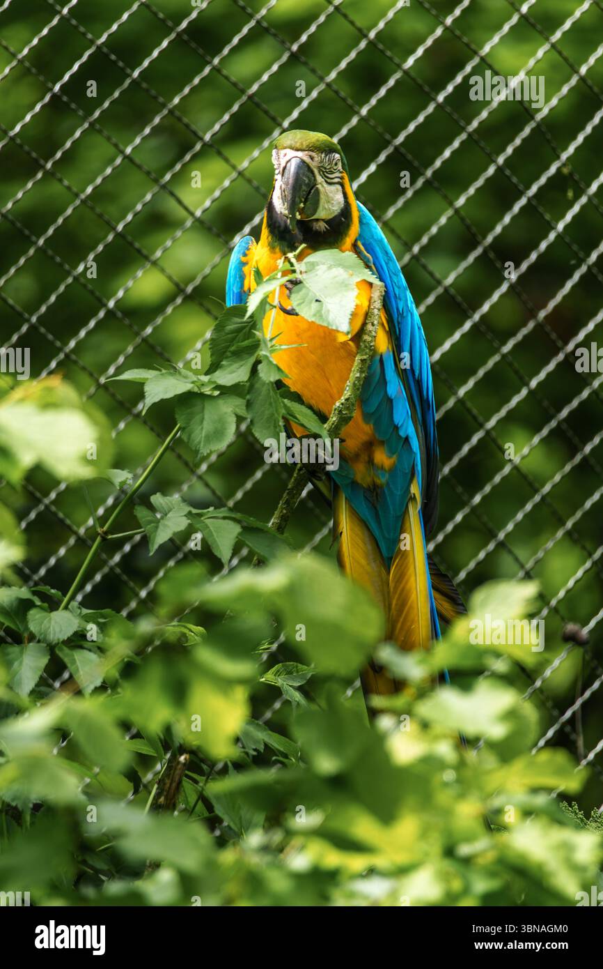 The Blue-and-yellow Macaw, Ara ararauna also known as the blue-and-gold macaw, is a large South ...