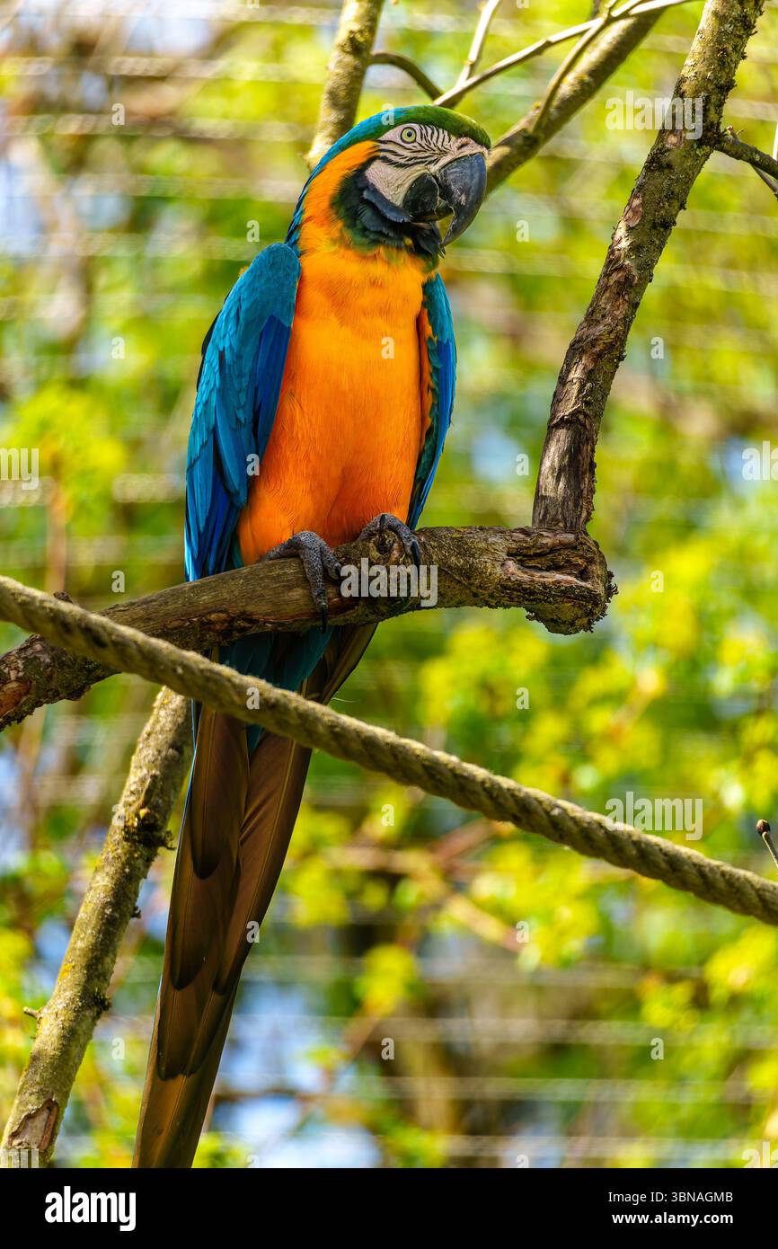 The Blue-and-yellow Macaw, Ara ararauna also known as the blue-and-gold macaw, is a large South ...