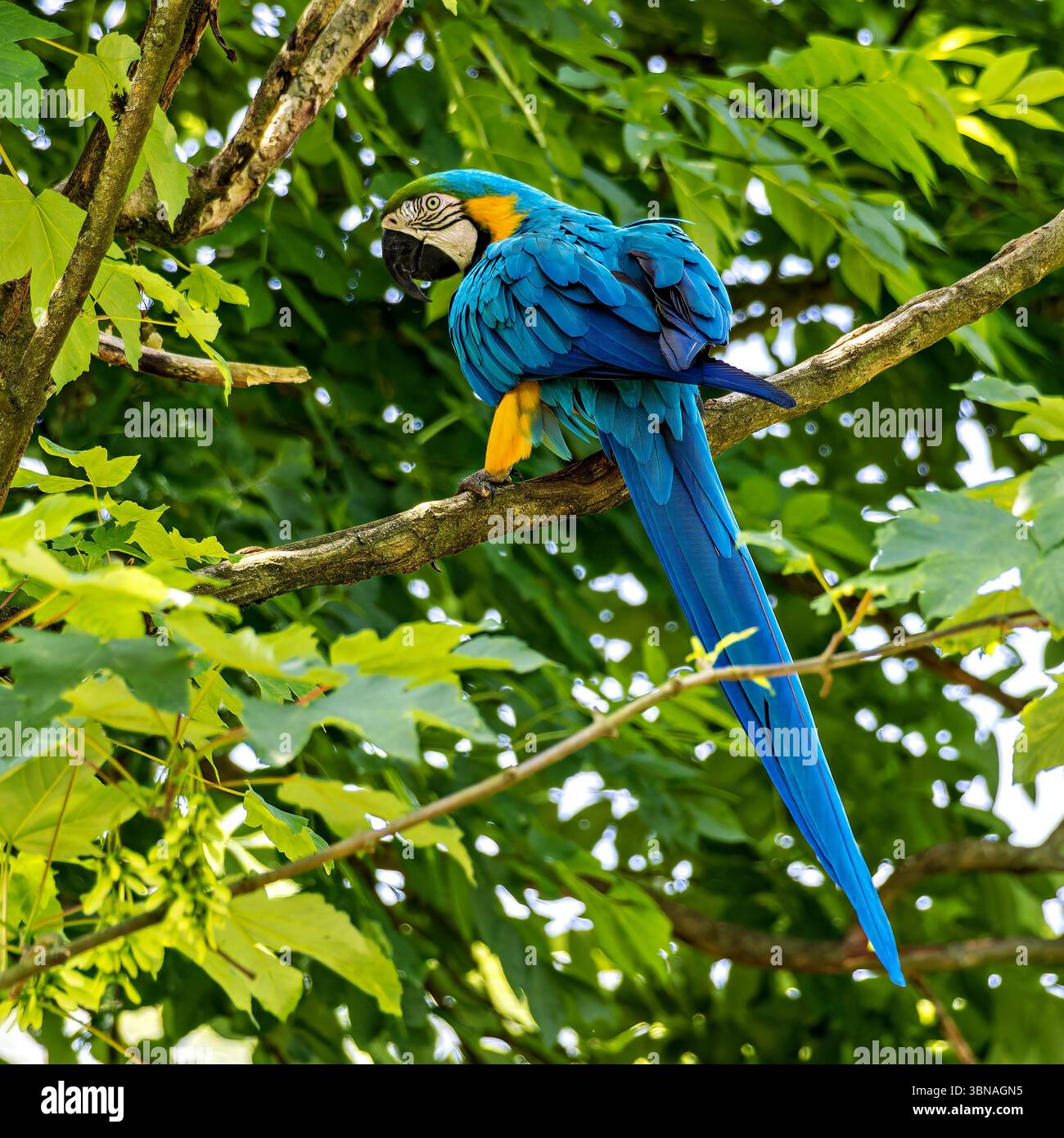 The Blue-and-yellow Macaw, Ara ararauna also known as the blue-and-gold macaw, is a large South ...