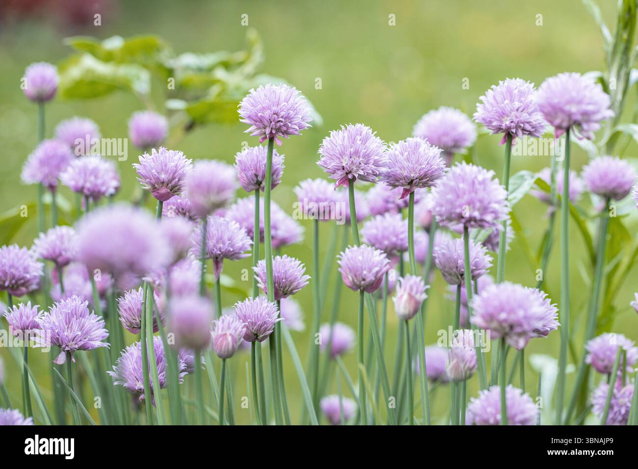 Purple-pink flowers and buds of chives (Allium schoenoprasum Stock ...