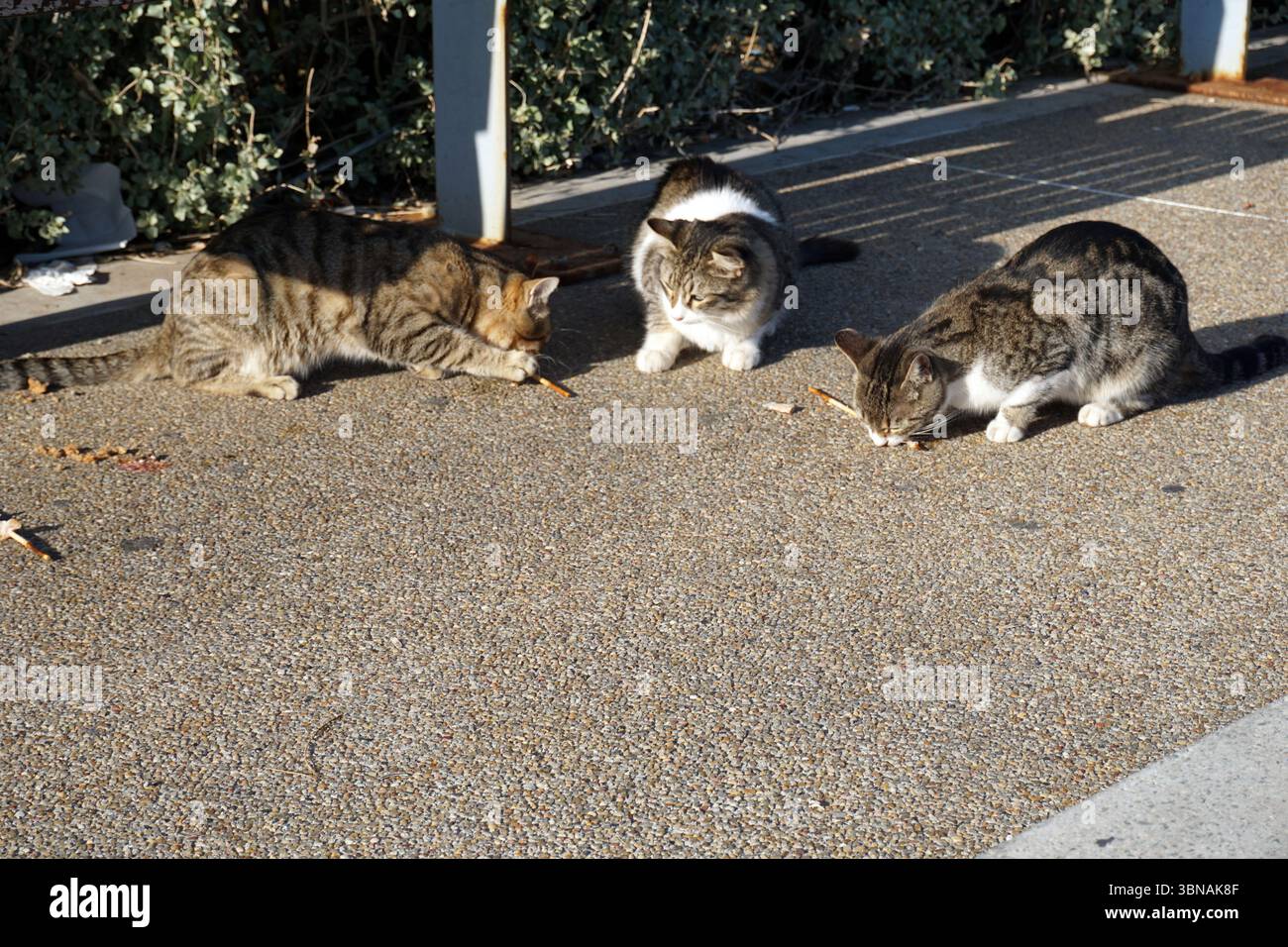 The image shows three cats of different colors and patterns engaged in ...
