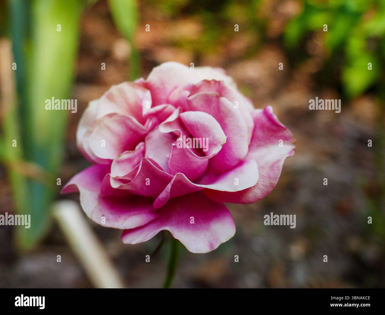 Italian rose garden hi-res stock photography and images - Alamy