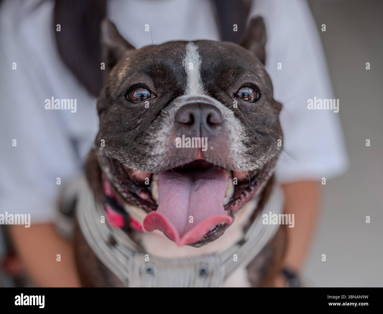 Close-up of a happy French Bulldog with a wide smile, tongue out, and ...