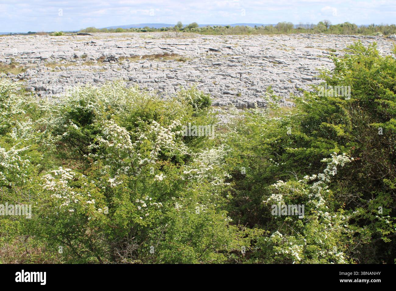 Blossoming hawthorn hedgerow at the Burren in County Clare, Ireland ...
