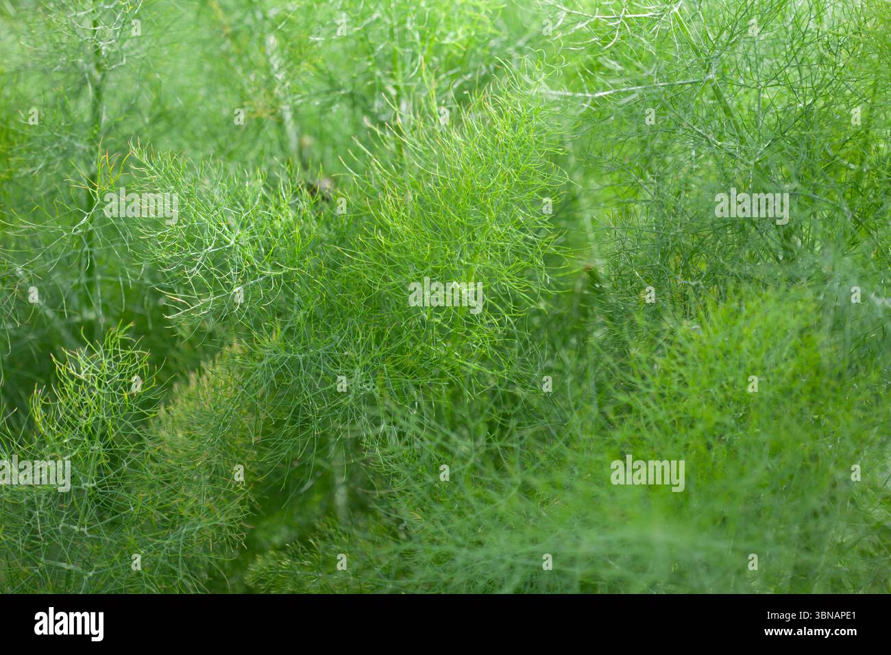 densely growing fine fern leaves and foliage Stock Photo - Alamy