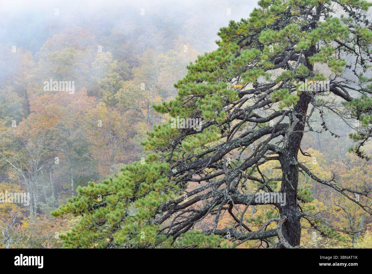 Evergreen and deciduous trees, Shenandoah National Park, Virginia Stock ...