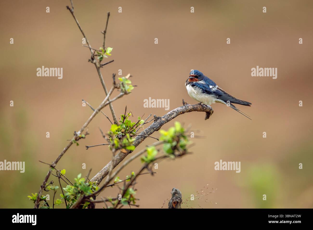 Barn Swallow standing on a branch shrub in Greater Kruger National park ...