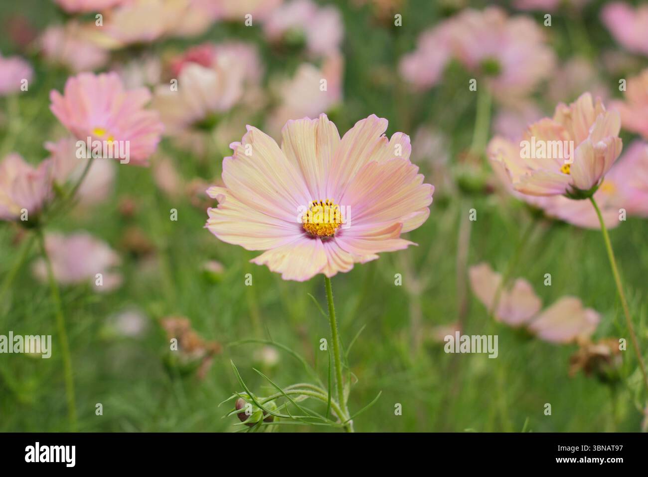 Apricotta cosmos hi-res stock photography and images - Alamy