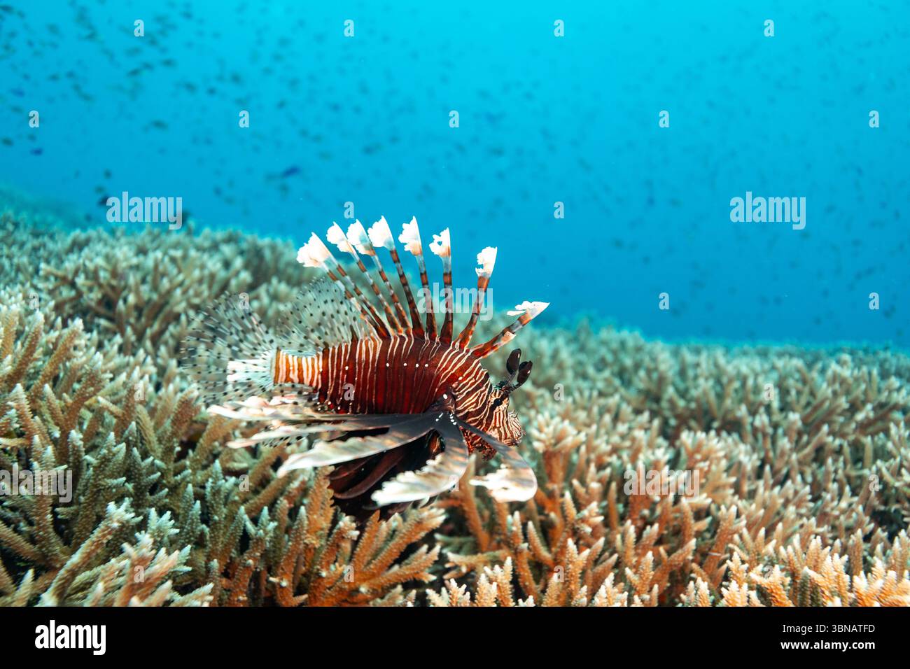 Close up of red Lion fish, pterois volitans, with spread wings and ...