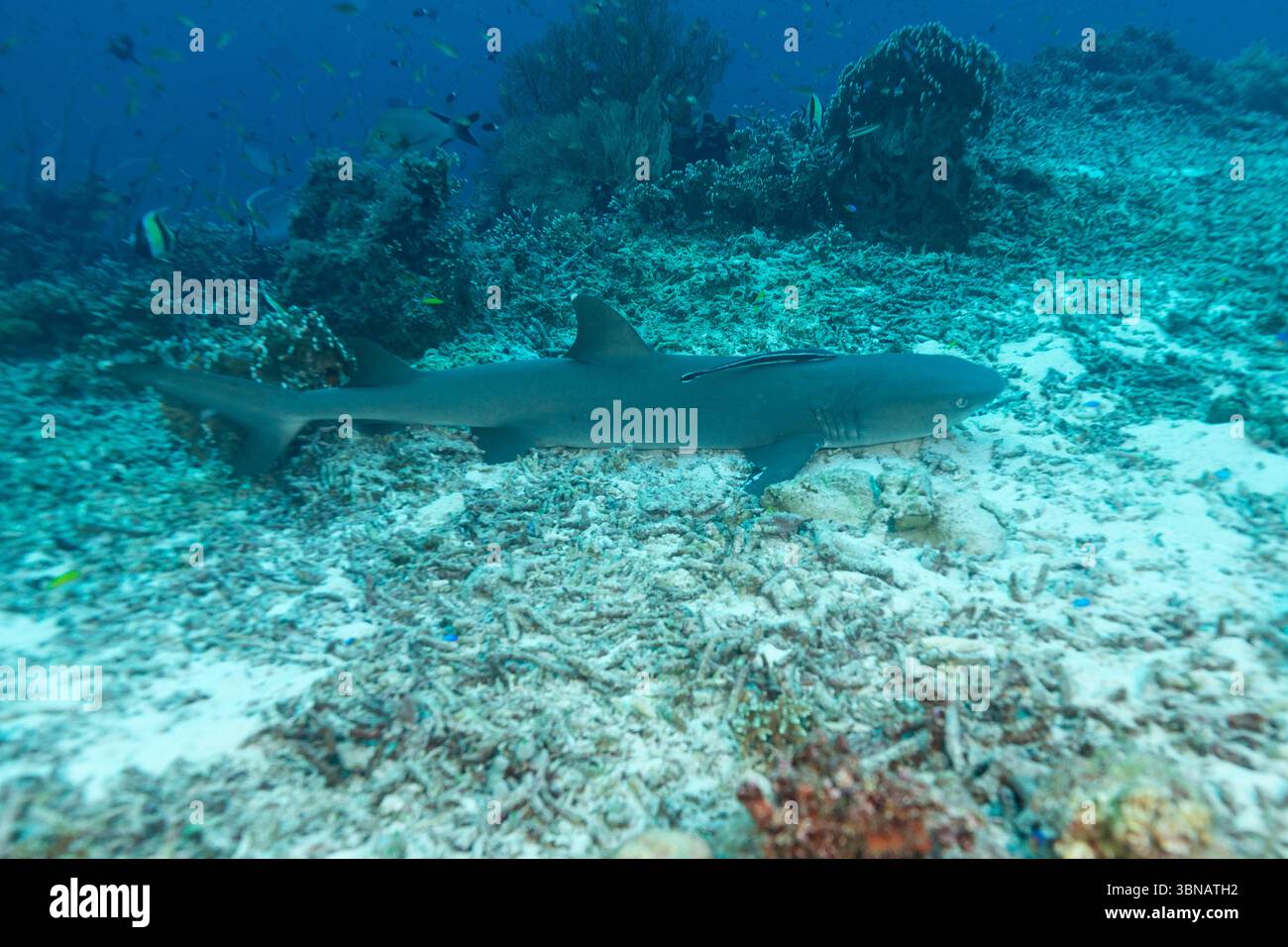 Shark resting on the ocean floor near coral reef Stock Photo - Alamy