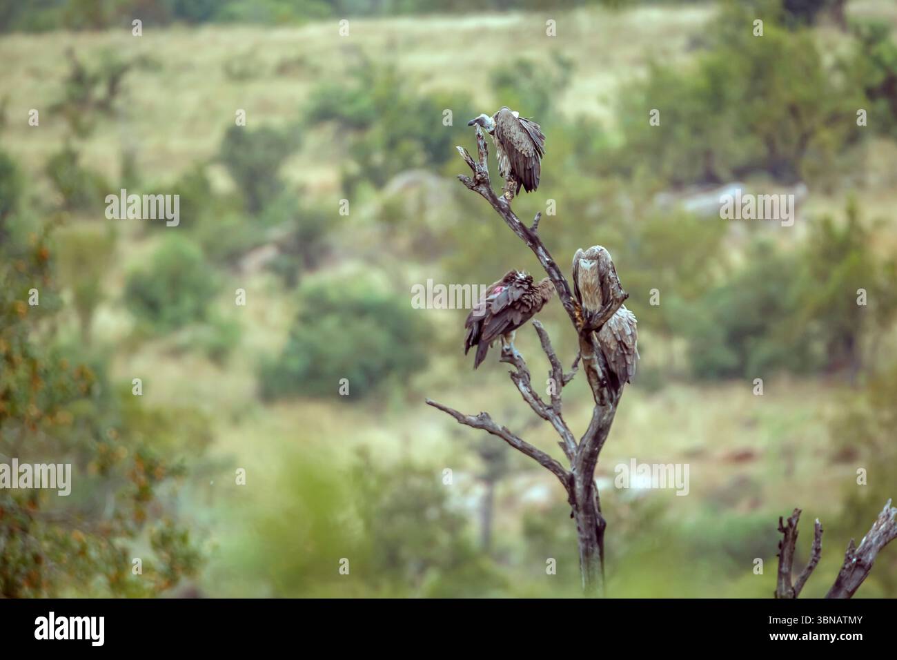 White backed Vulture small group standing on dead tree in Greater ...
