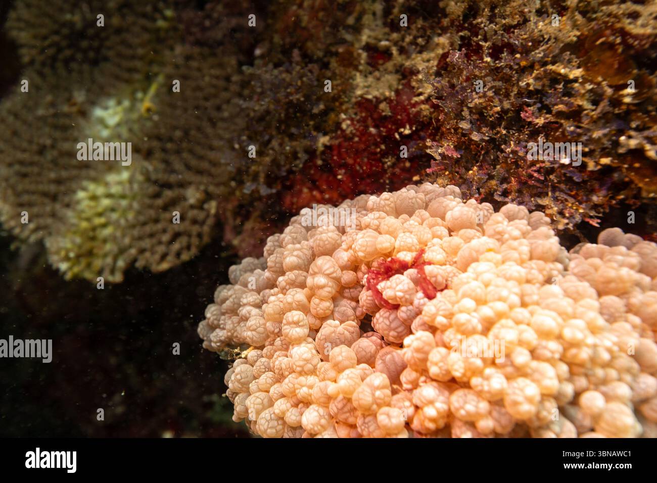 Hairy red Orangutang Crab, latin name, hides in polyps of soft coral on ...