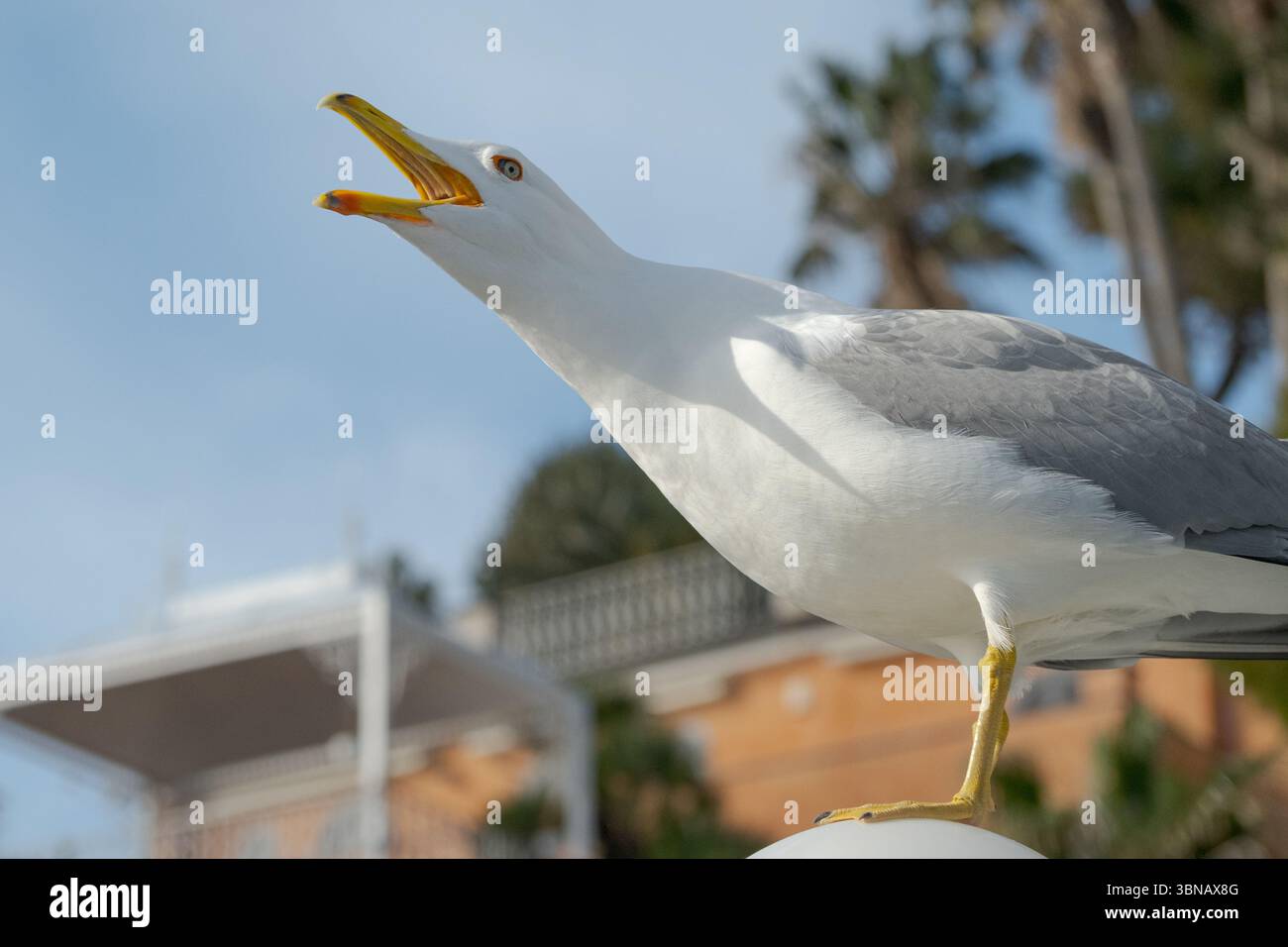 Revealing small teeth hi-res stock photography and images - Alamy