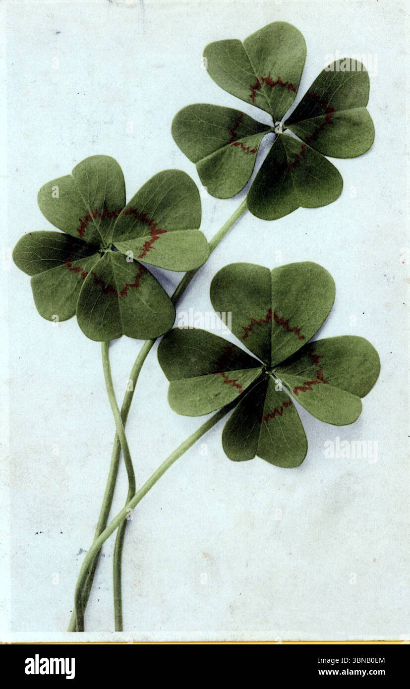 Three four-leaf clovers with vivid green leaves and deep red centers ...