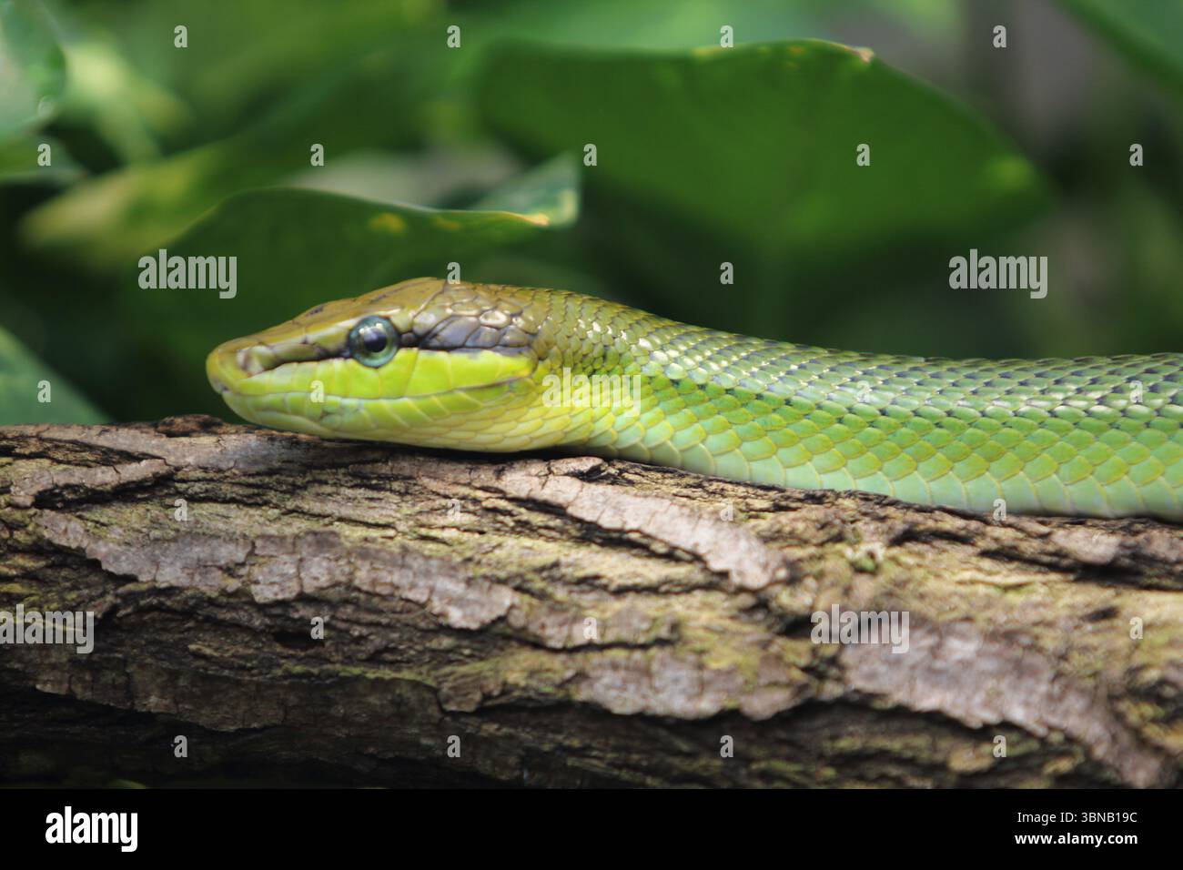 Gonyosoma oxycephalum, known commonly as the arboreal ratsnake, the red ...