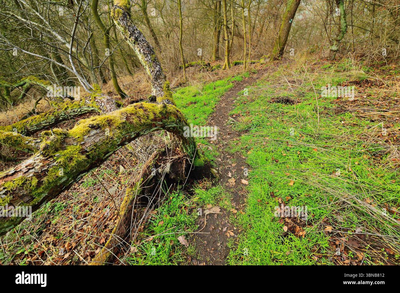 Path trees fresh green hi-res stock photography and images - Alamy