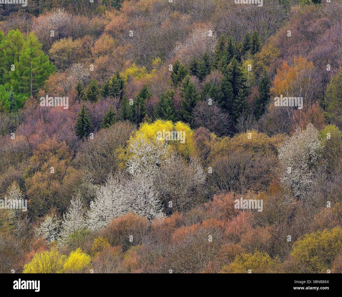 Aerial View Detail of Early Spring Forest with Fresh Leaves Foliage ...