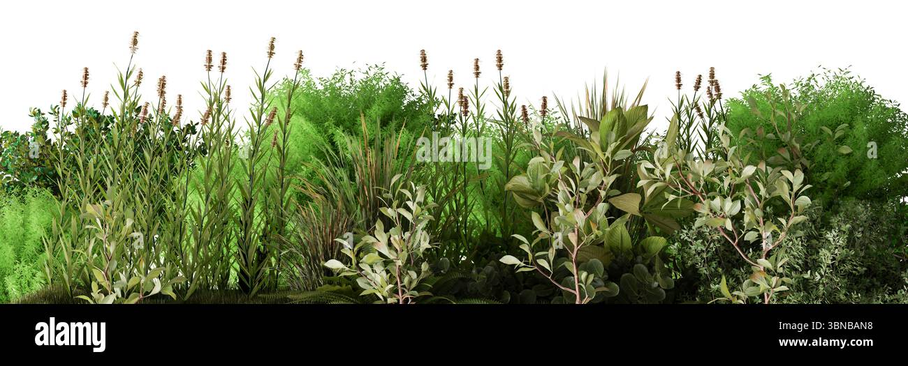 A variety of lush green plants create a vibrant footer, isolated on ...