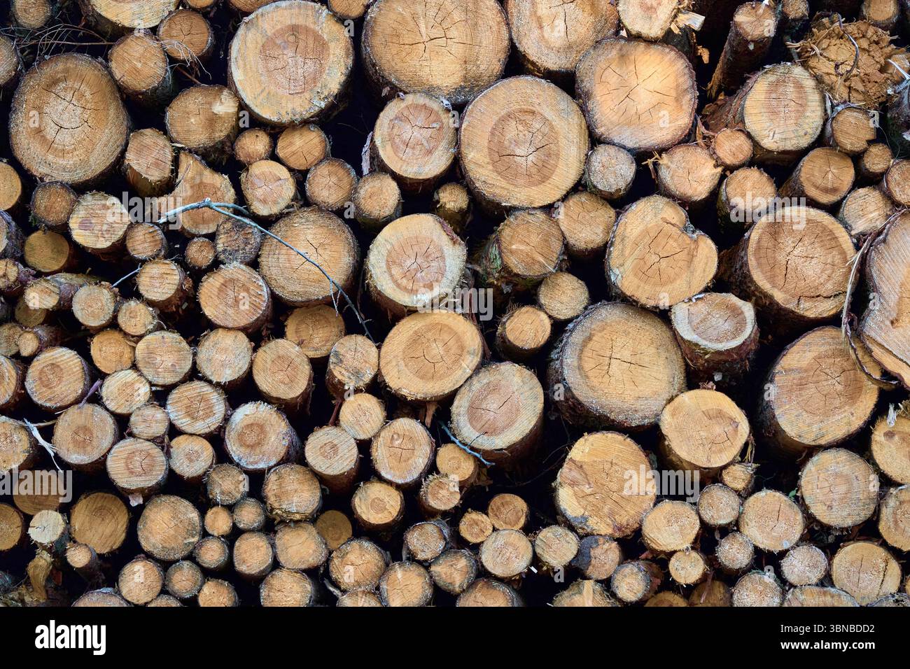 Tightly packed round timber logs stacked in a woodpile, showing ...