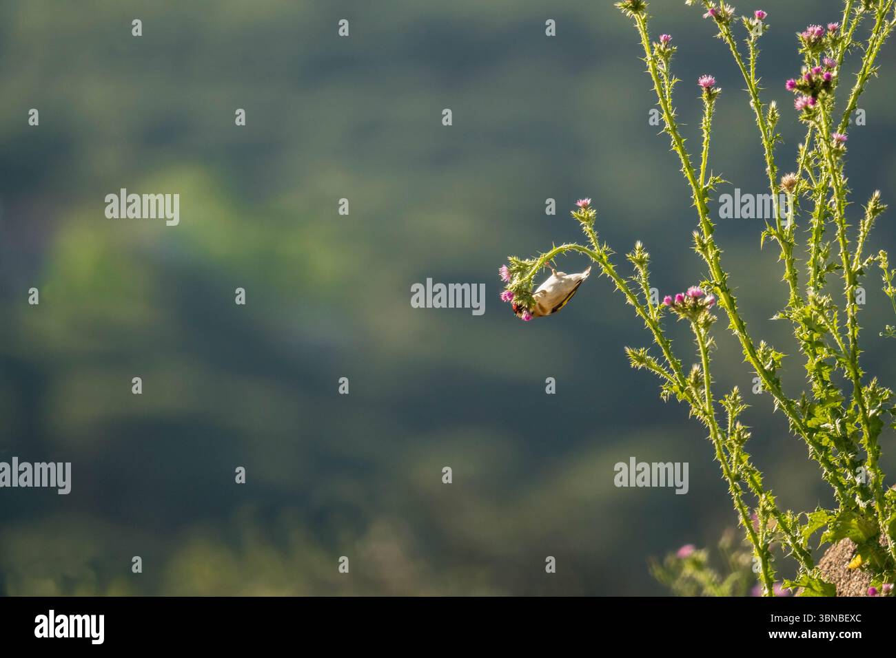 Goldfinch (Carduelis carduelis) feeding upside down on seeds from a ...