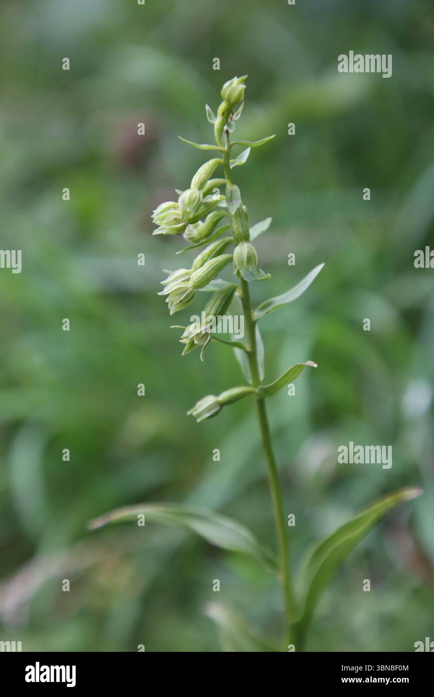 Flower native to north africa hi-res stock photography and images - Alamy