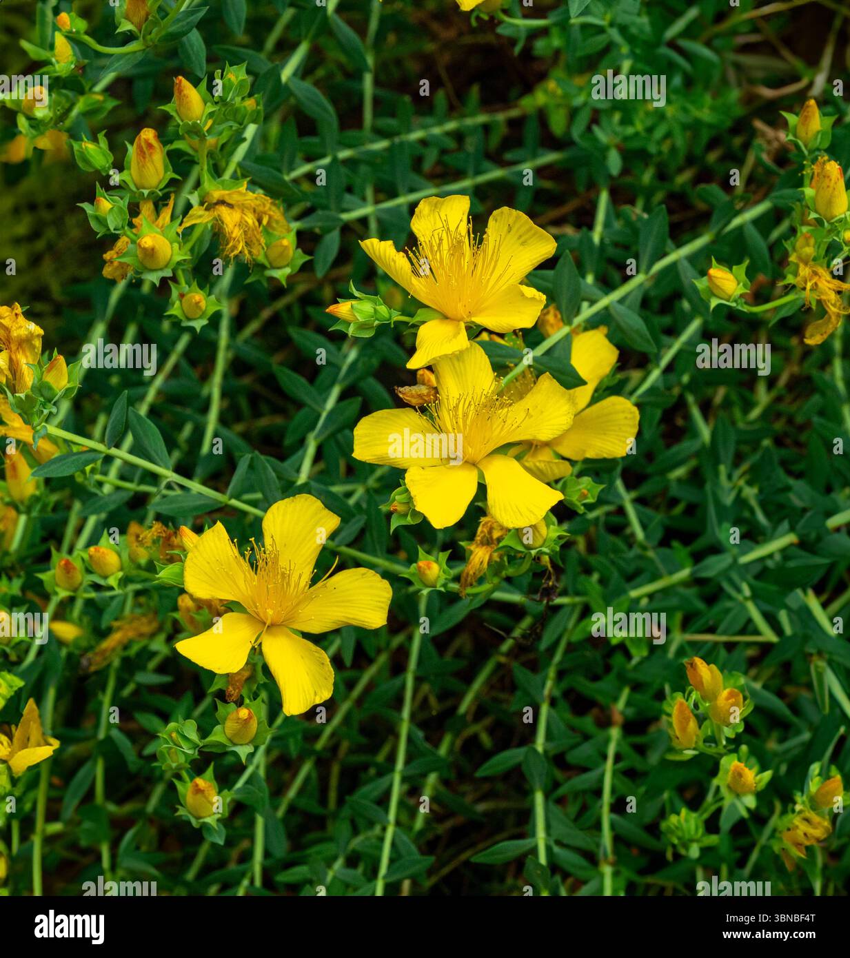 Mount Olympus St Johns-wort (Hypericum olympicum) in bloom Stock Photo ...