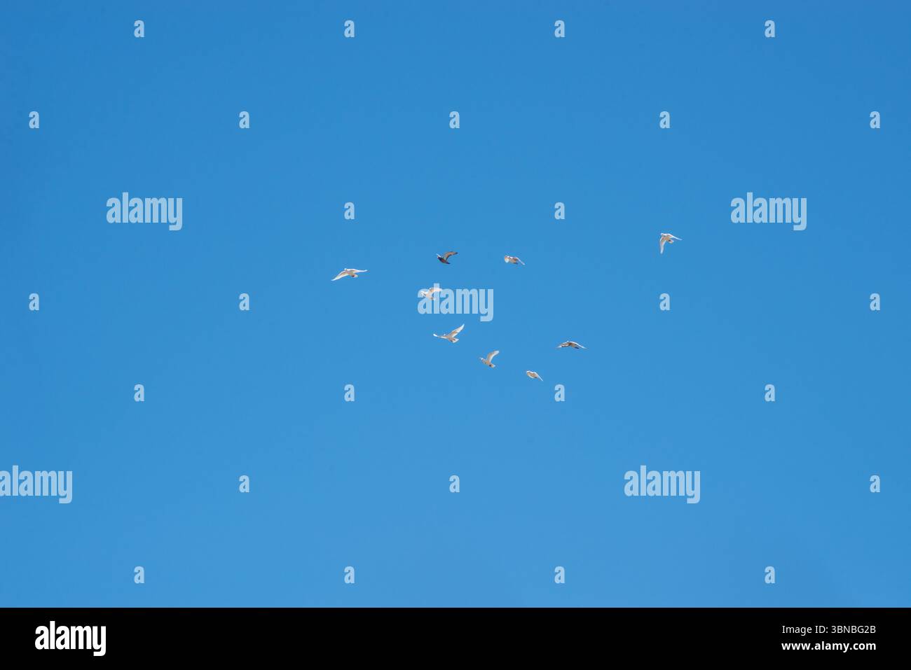 Group of birds in flight in the air. Wildlife Stock Photo - Alamy