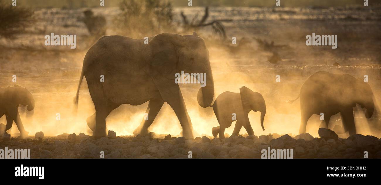 A desert Elephant herd walks towards the Okakuejo waterhole in a dusty ...