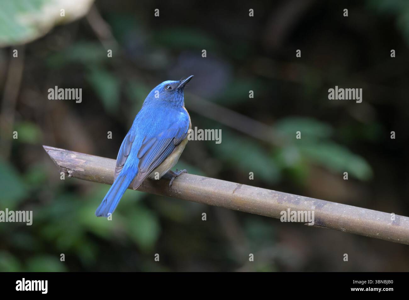 blue-throated blue flycatcher (Cyornis rubeculoides) at Dosdewa ...