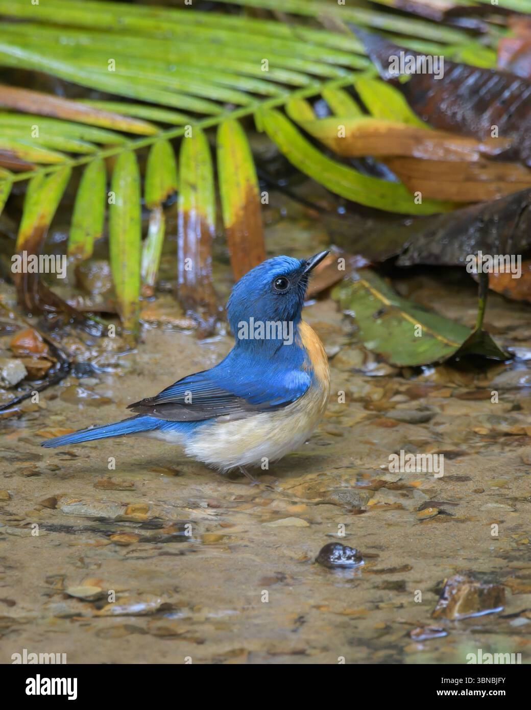 blue-throated blue flycatcher (Cyornis rubeculoides) at Dosdewa ...