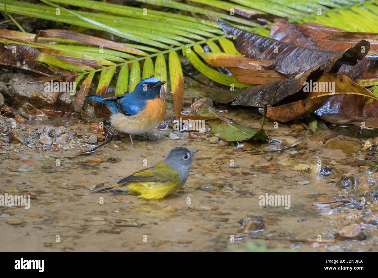 blue-throated blue flycatcher (Cyornis rubeculoides) at Dosdewa ...