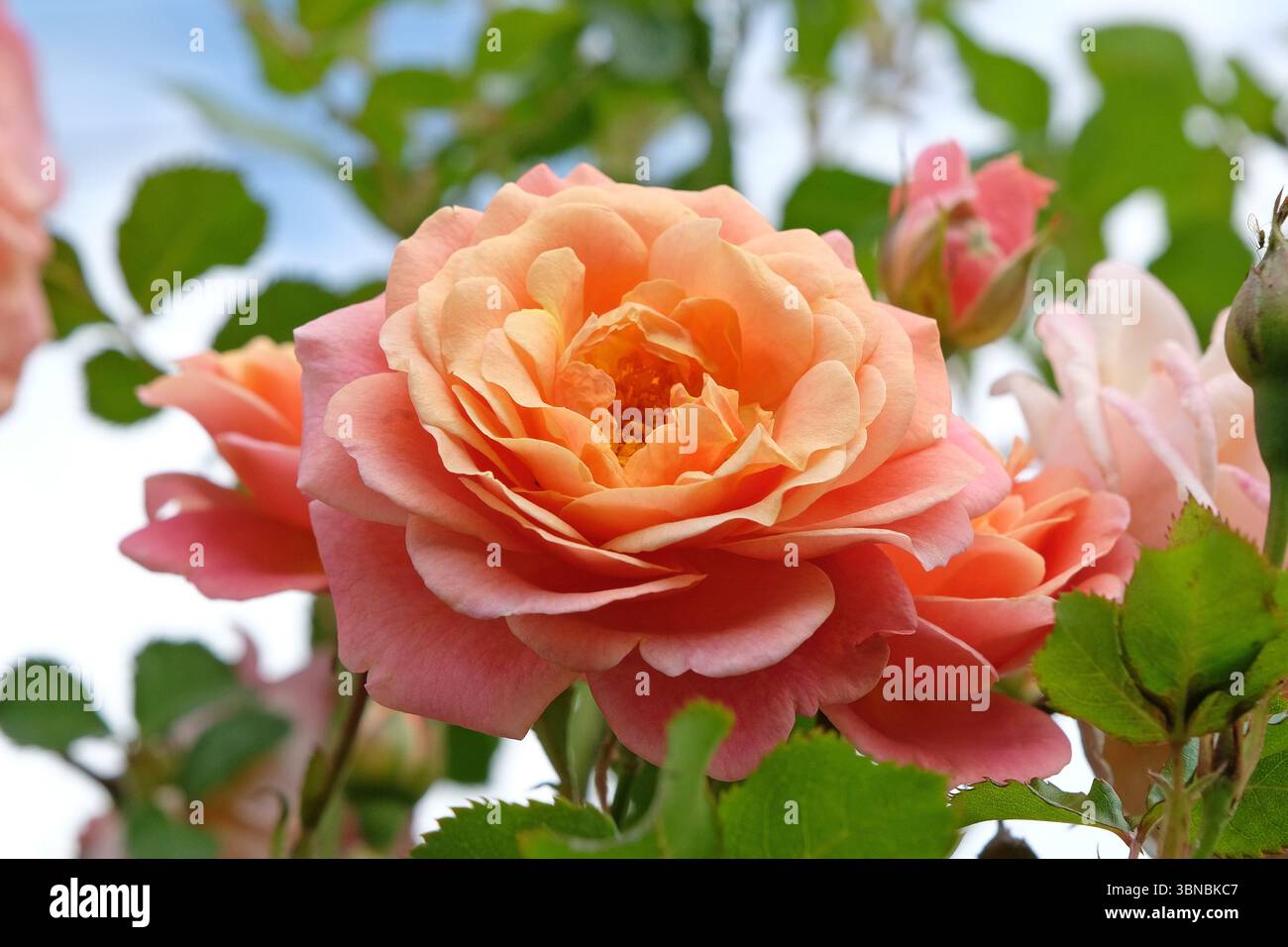 Pink and orange climbing rose, rosa ‘Peach Melba’ in flower Stock Photo ...