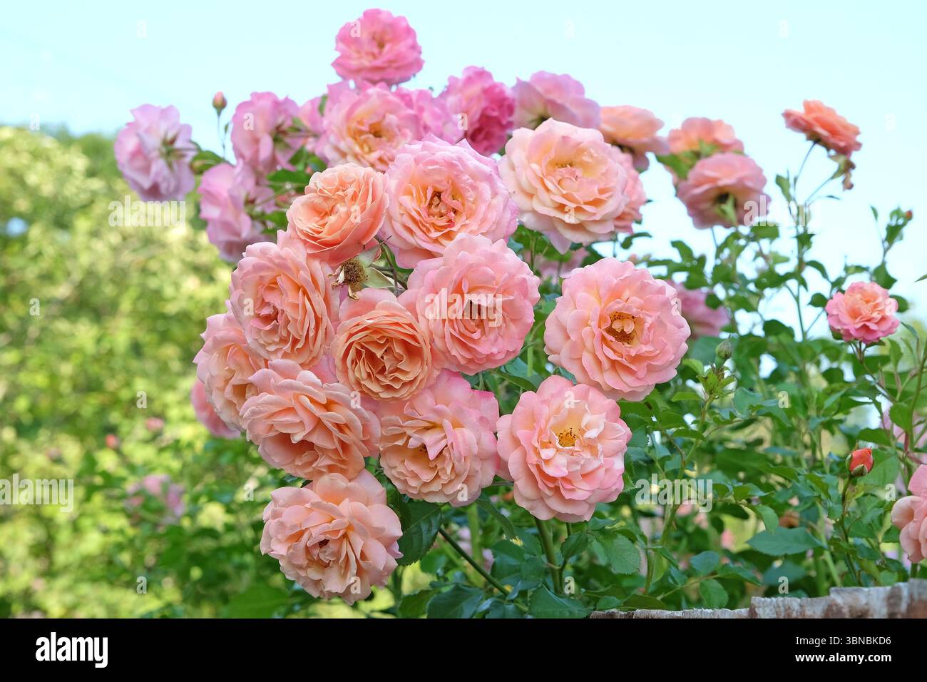Pink and orange climbing rose, rosa ‘Peach Melba’ in flower Stock Photo ...