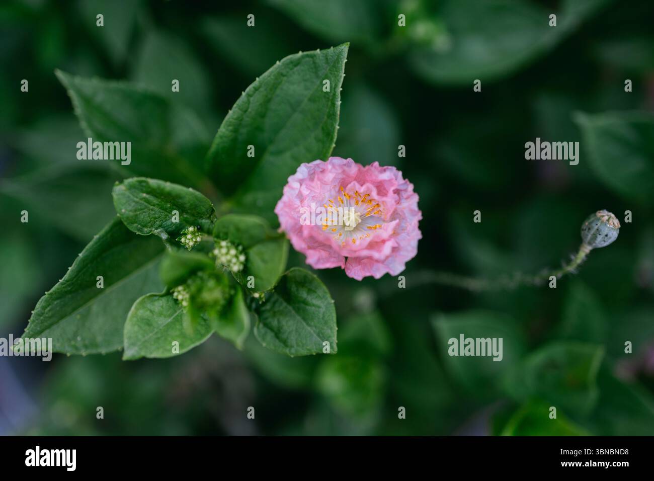Lush arrangement of foliage emerges hi-res stock photography and images ...