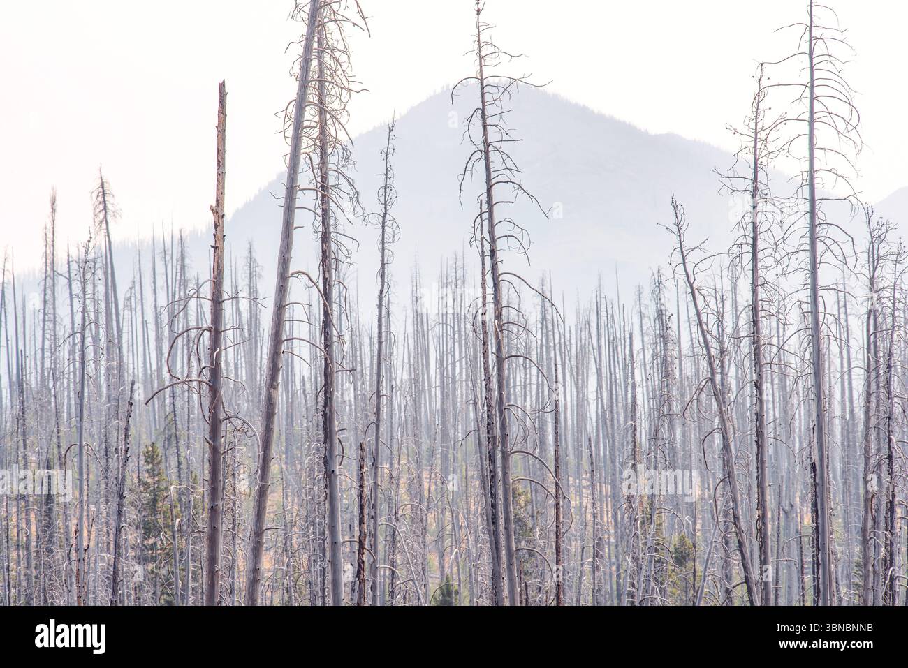 Burn area and wildfire haze, Yellowstone National Park, Wyoming Stock ...