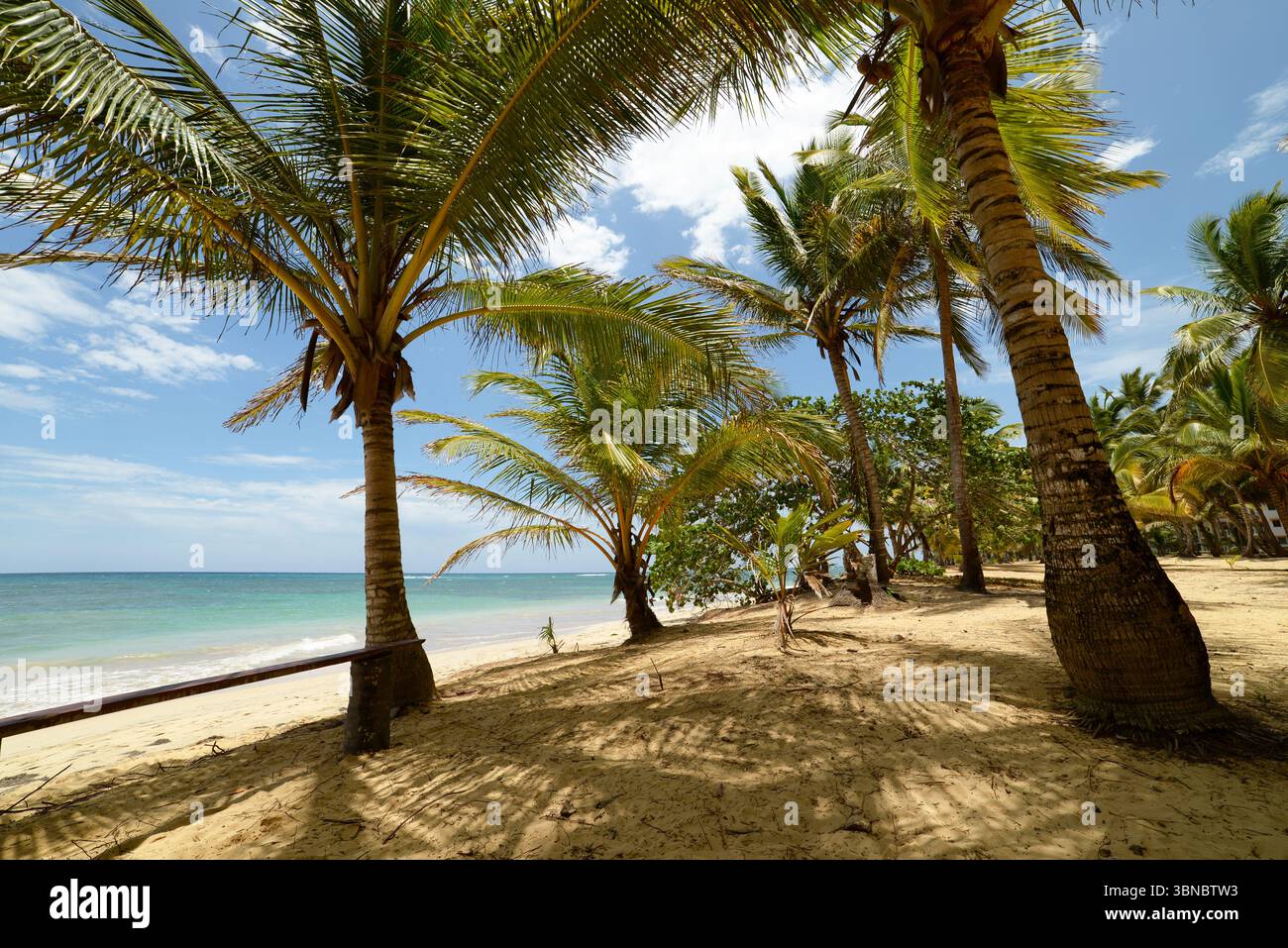 A beach with a bench among palm trees in Dominican Republic, Punta Cana ...