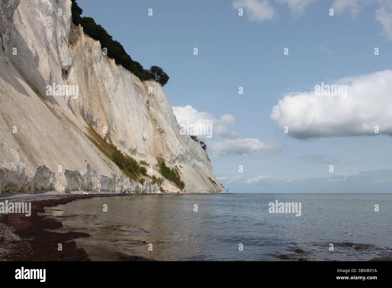 White chalk cliffs of Møns Klint rising steeply from the Baltic Sea ...