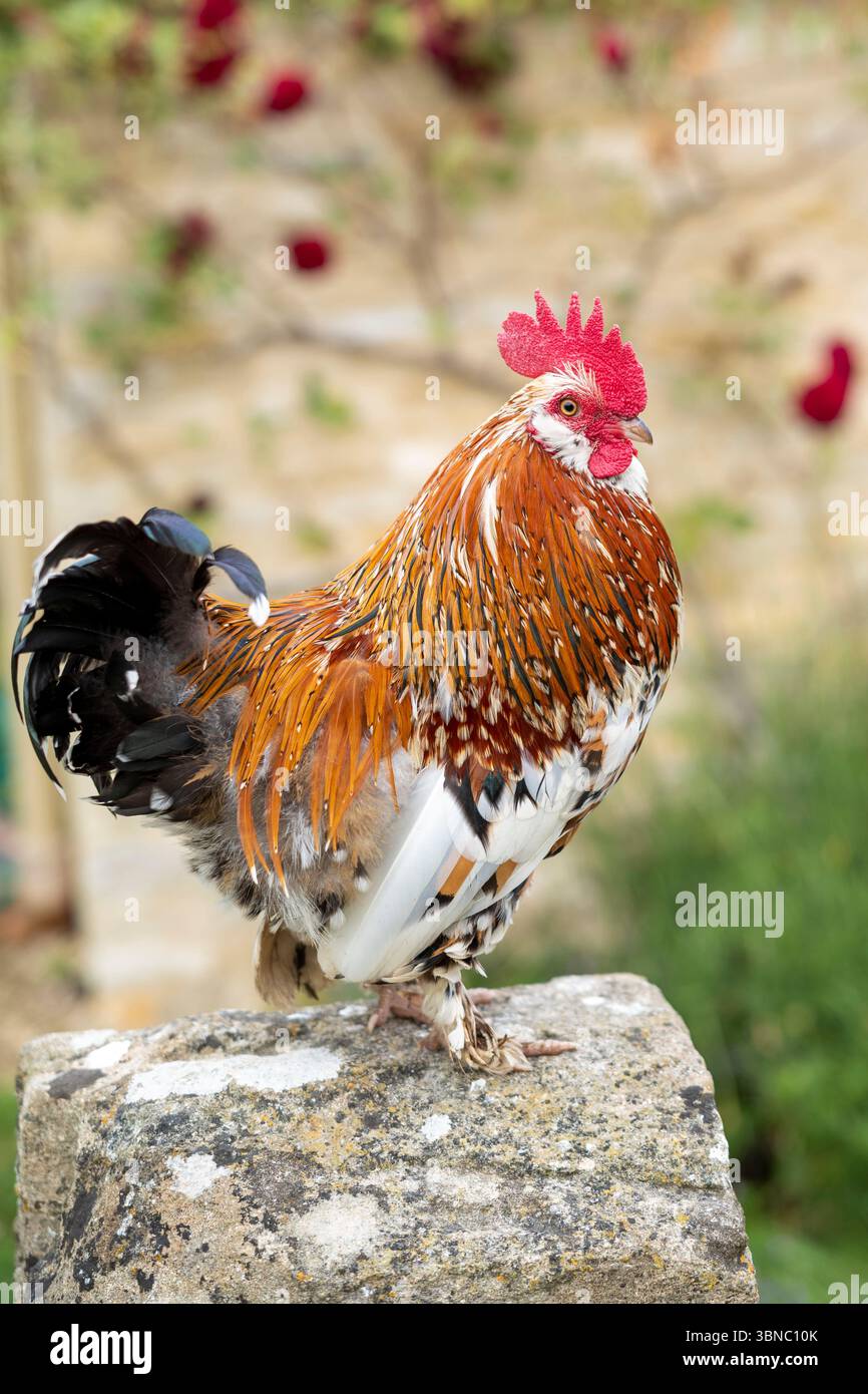 Male masculine poultry chicken hi-res stock photography and images - Alamy