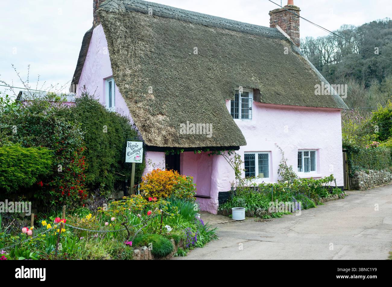 Rose Cottage, a traditional thatched cottage painted pastel pink in the ...