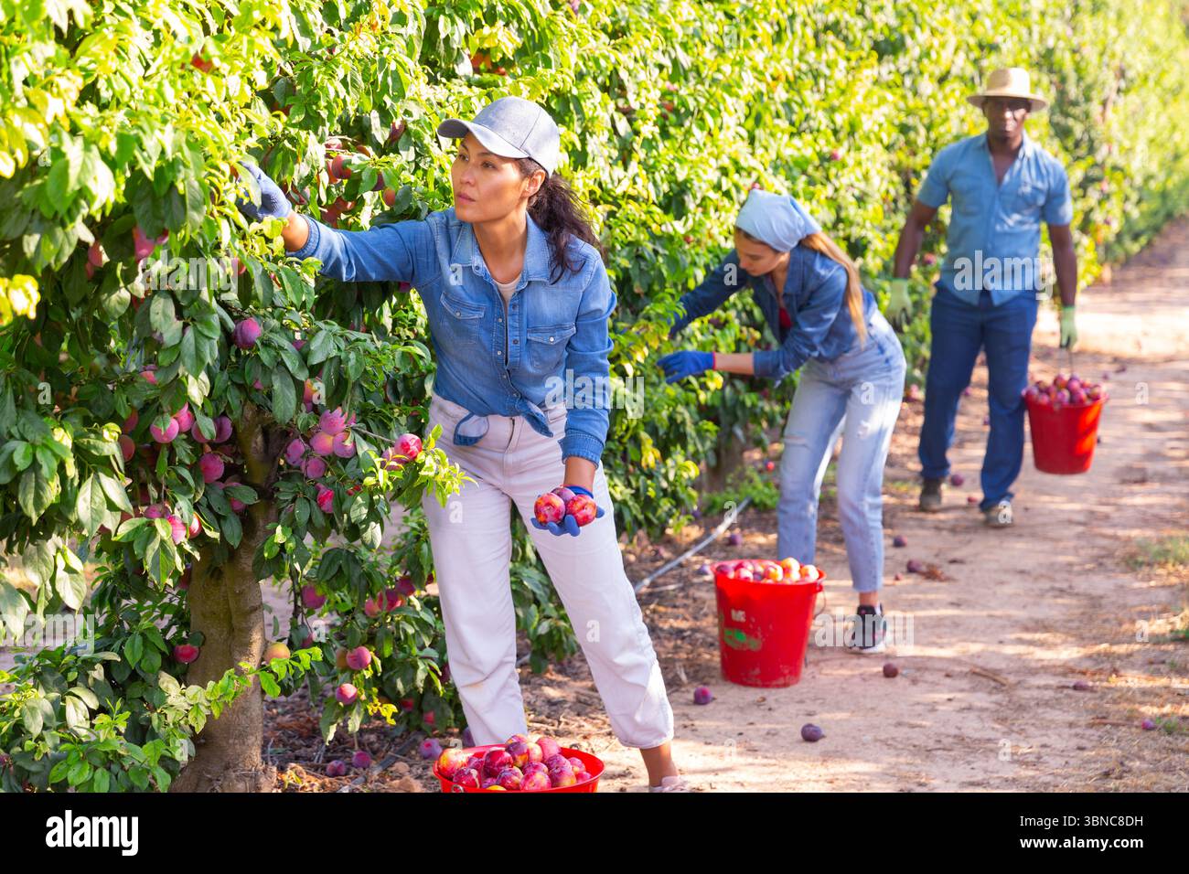 Farmers picking ripe plums in fruit garden Stock Photo - Alamy