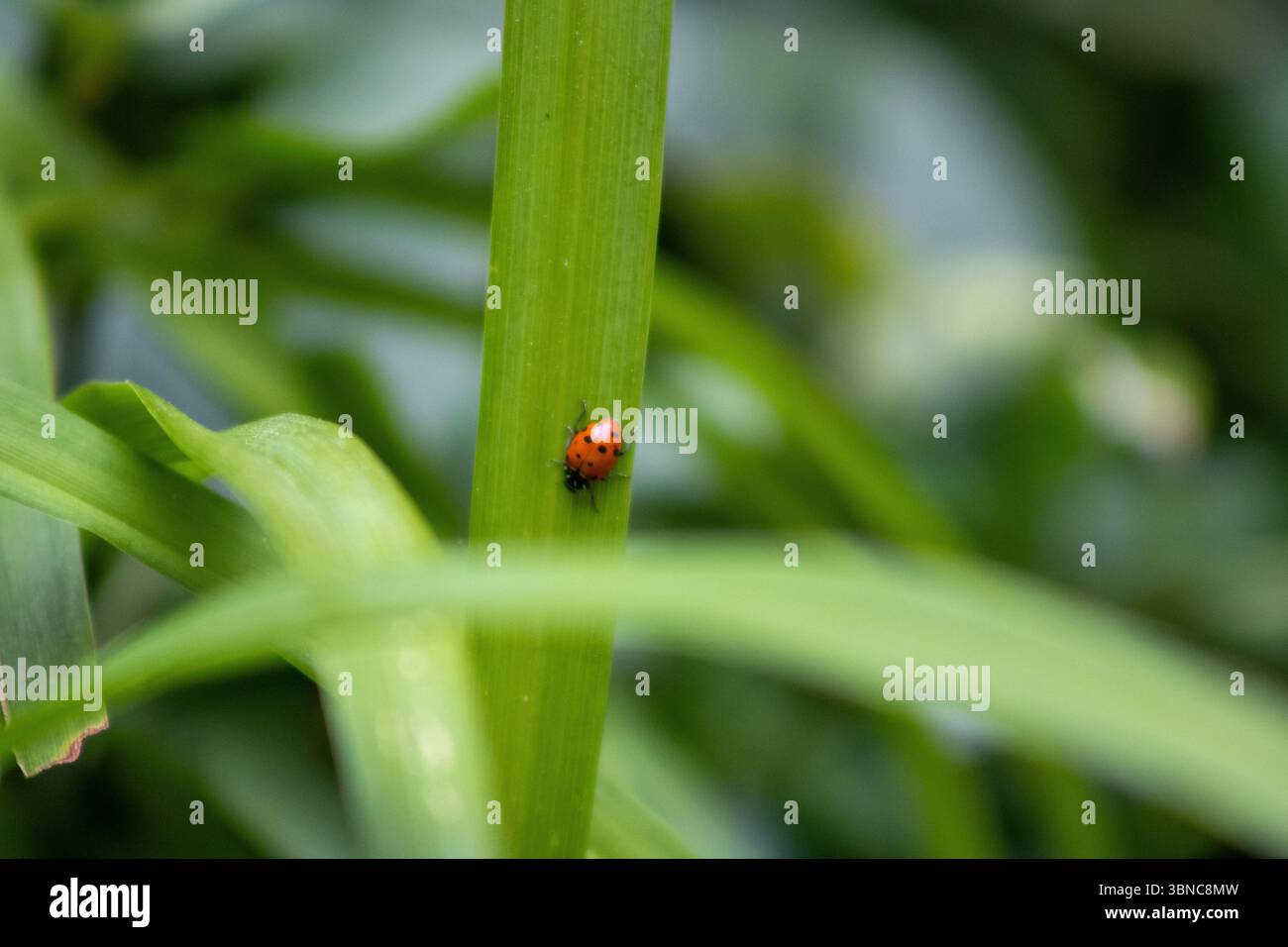 Ladybug moving along grass blades Stock Photo - Alamy