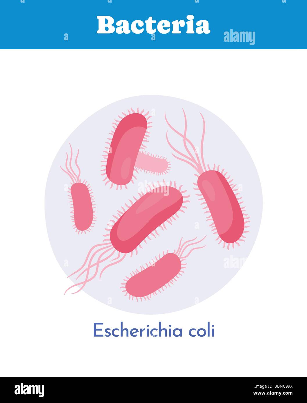 Bacteria diagram hi-res stock photography and images - Alamy